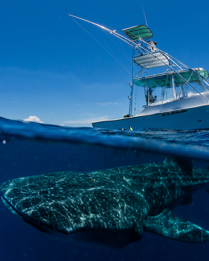 Isla Mujeres With Anthony Mendillo – Billfish Gear